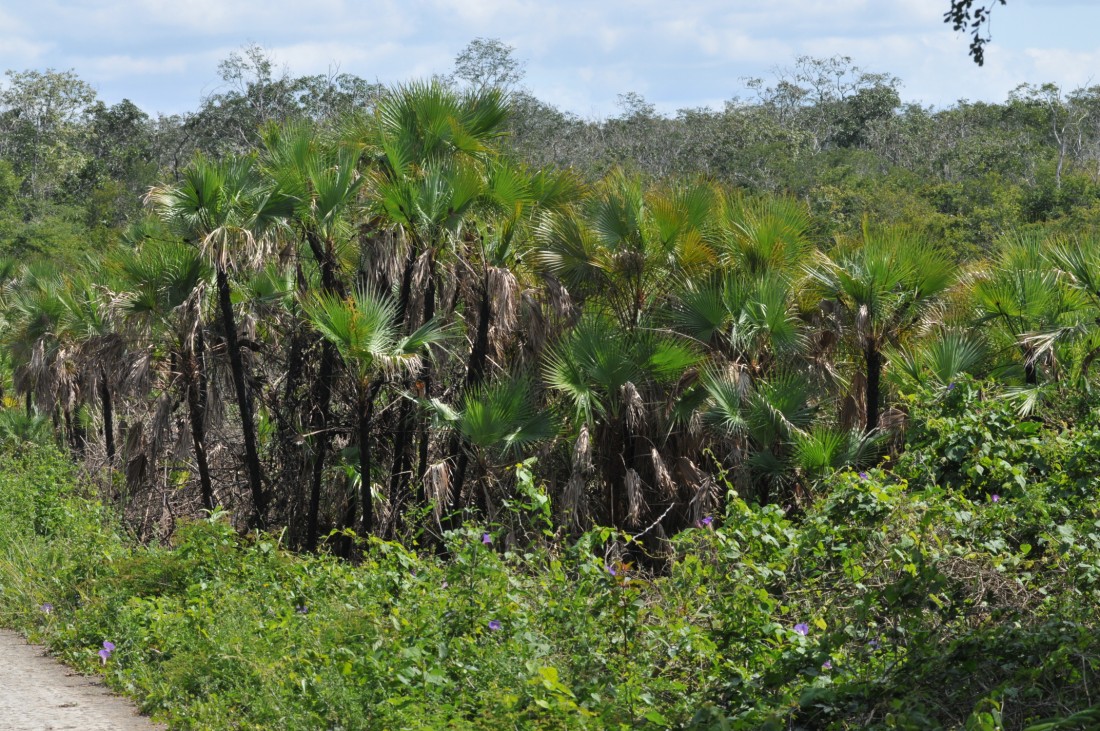 Flora: Península de Yucatán