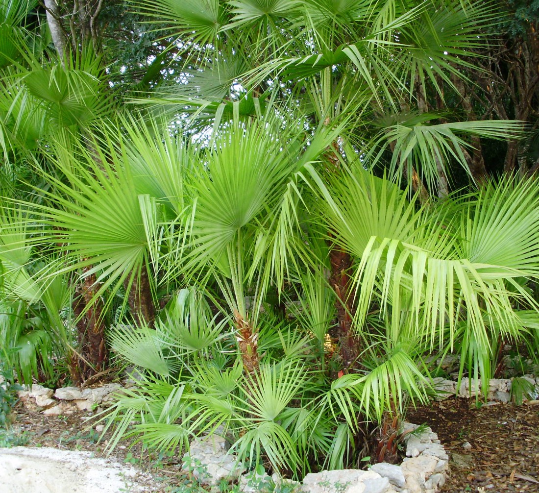 Flora: Península de Yucatán