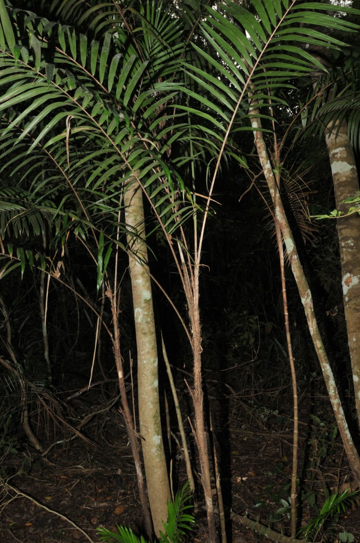 Flora: Península de Yucatán