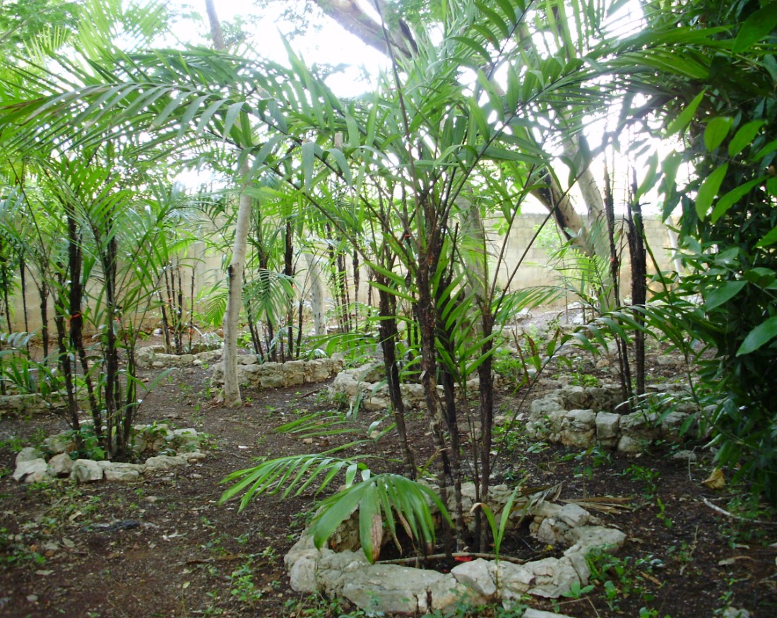 Flora: Península de Yucatán