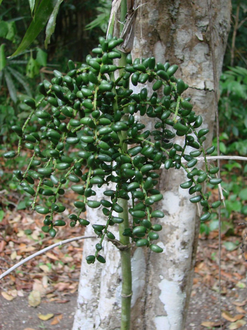 Flora: Península de Yucatán