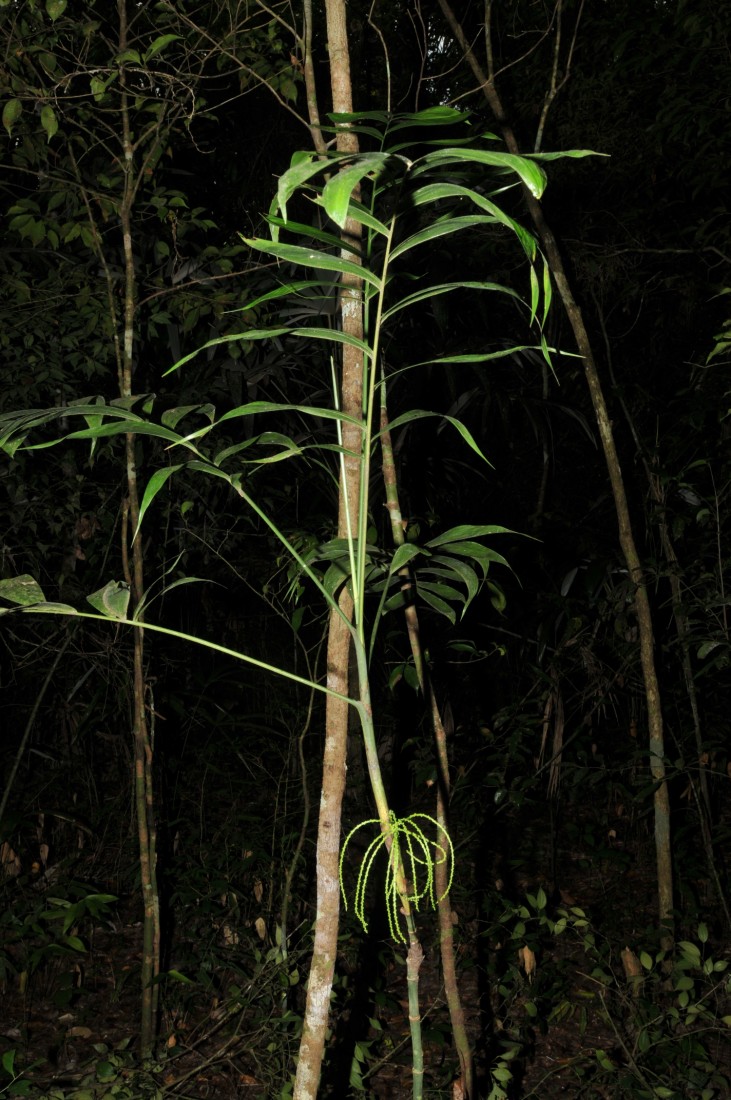 Flora: Península de Yucatán