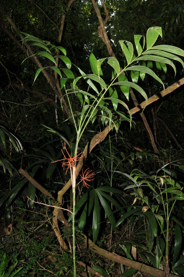 Flora: Península de Yucatán
