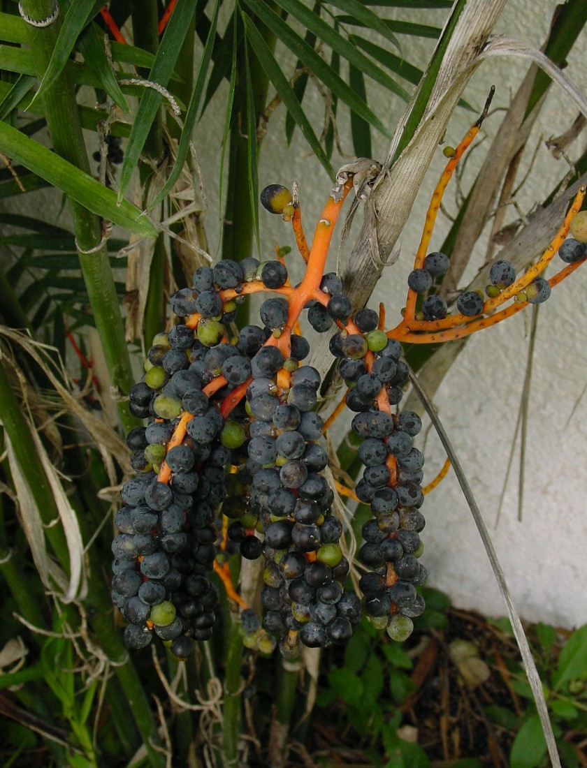 Flora: Península de Yucatán