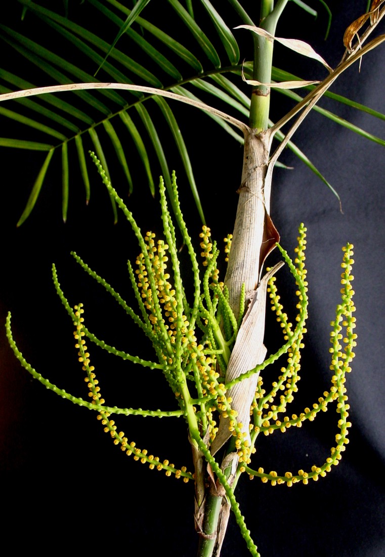 Flora: Península de Yucatán