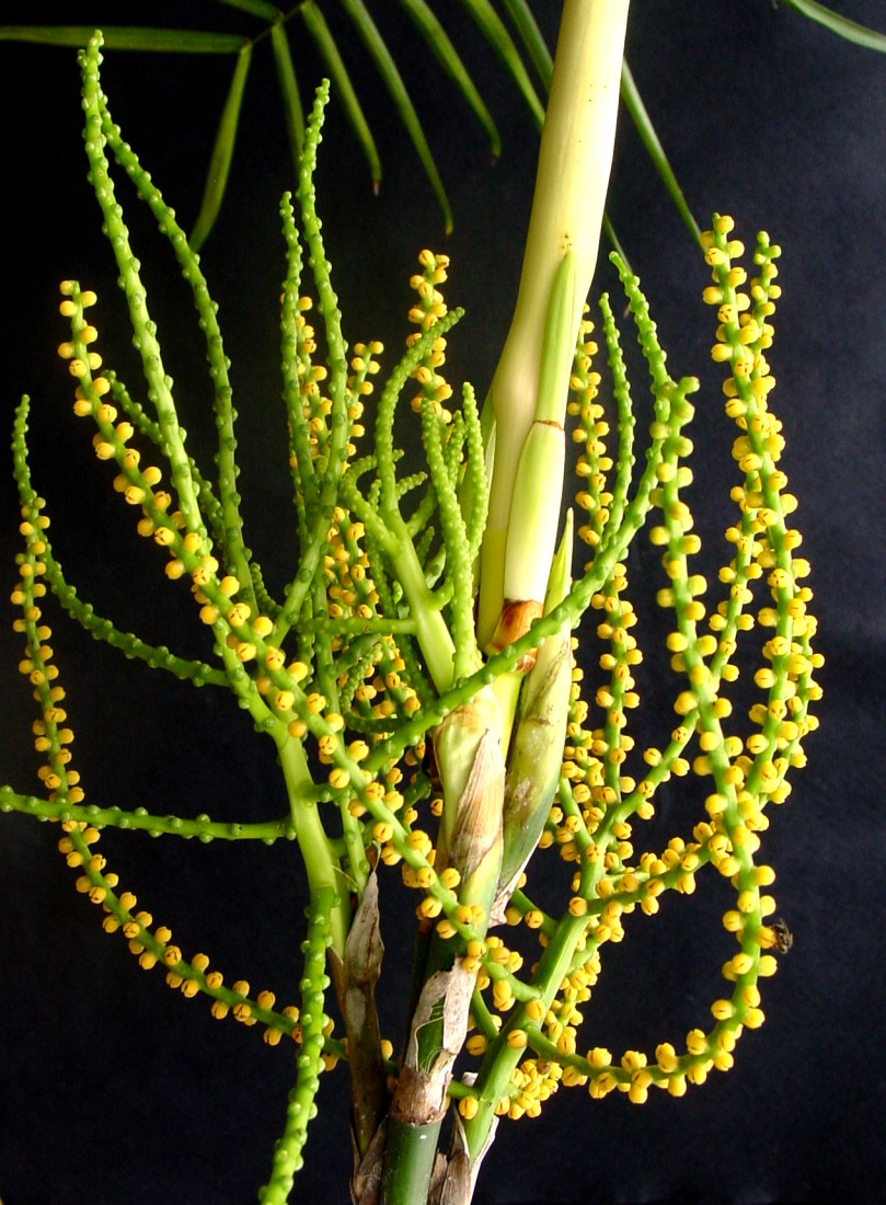 Flora: Península de Yucatán