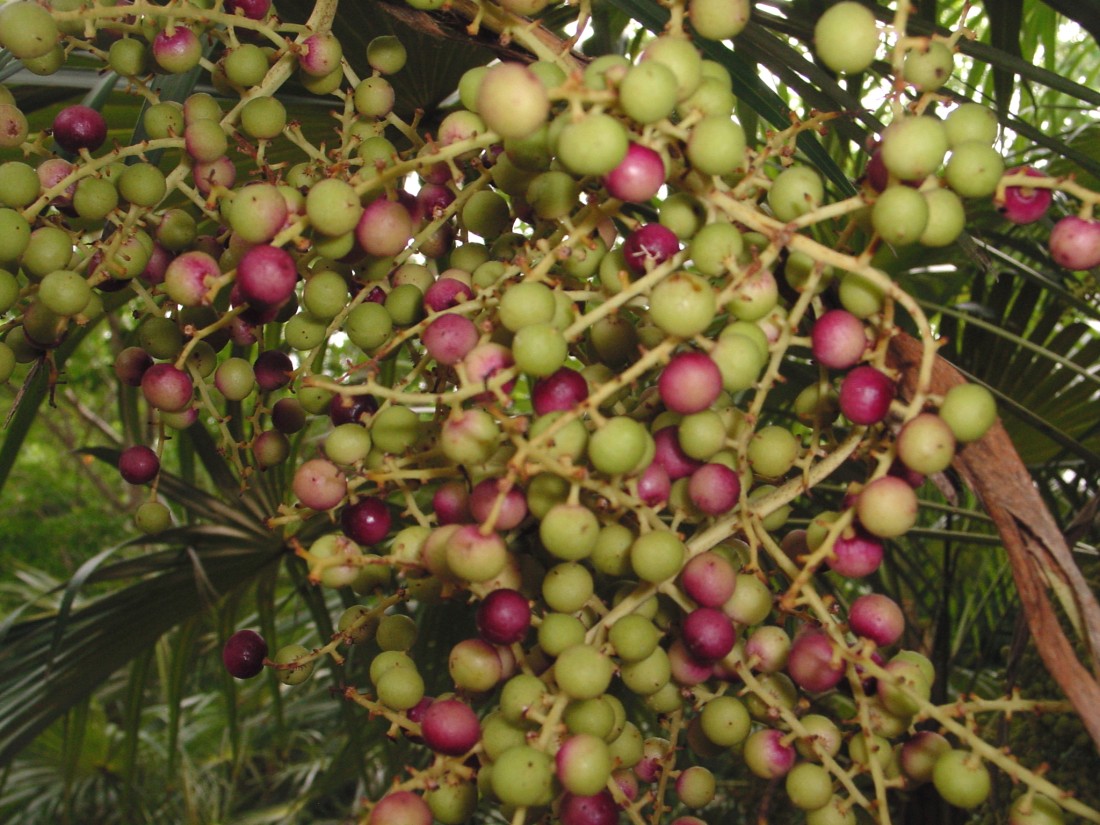 Flora: Península de Yucatán