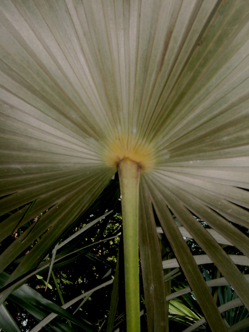 Flora: Península de Yucatán