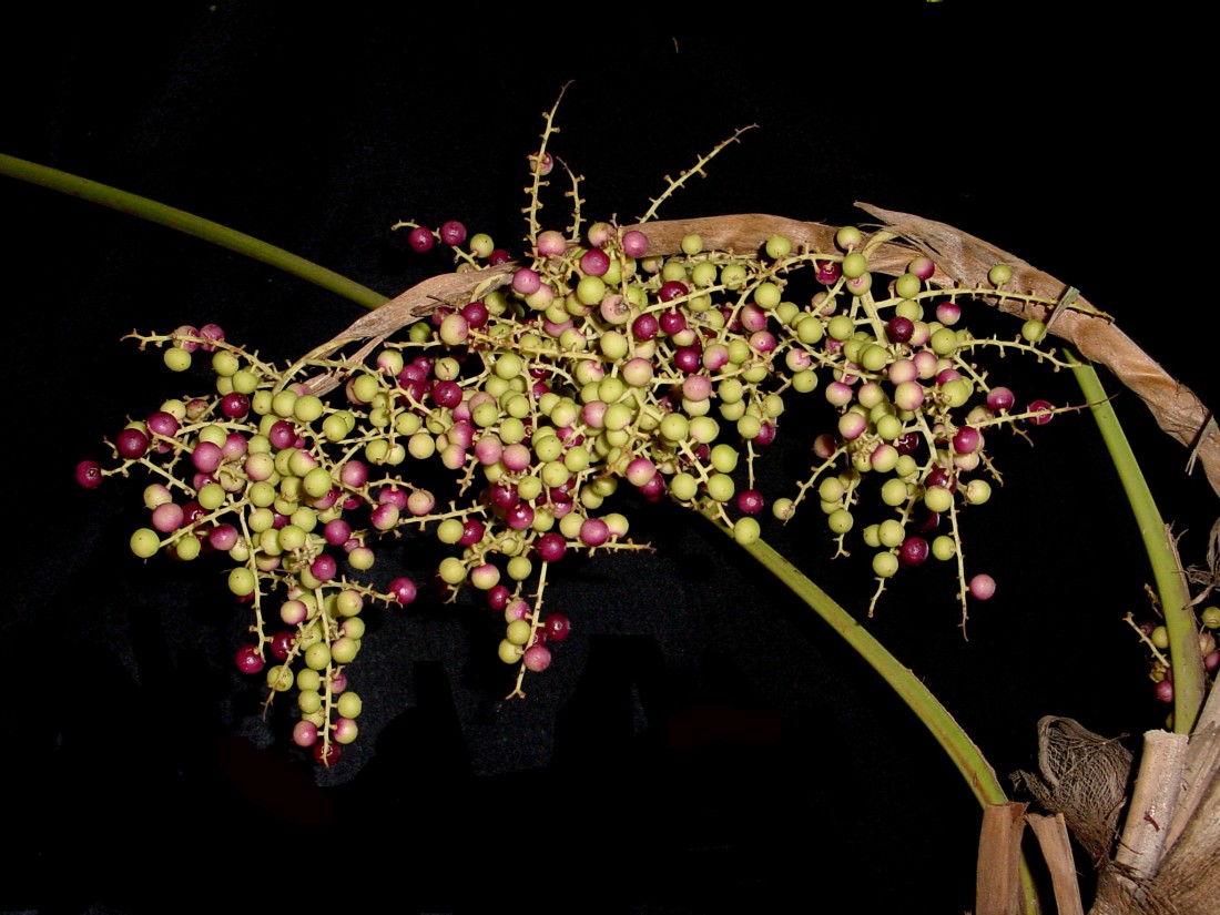 Flora: Península de Yucatán