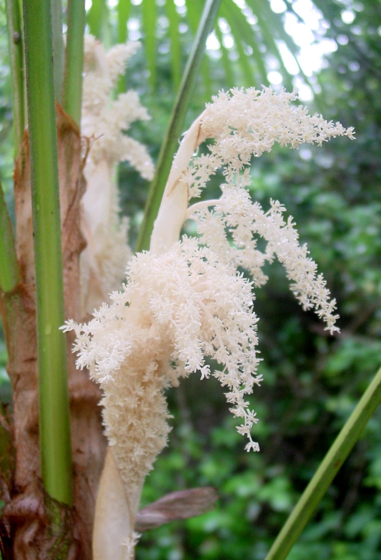 Flora: Península de Yucatán