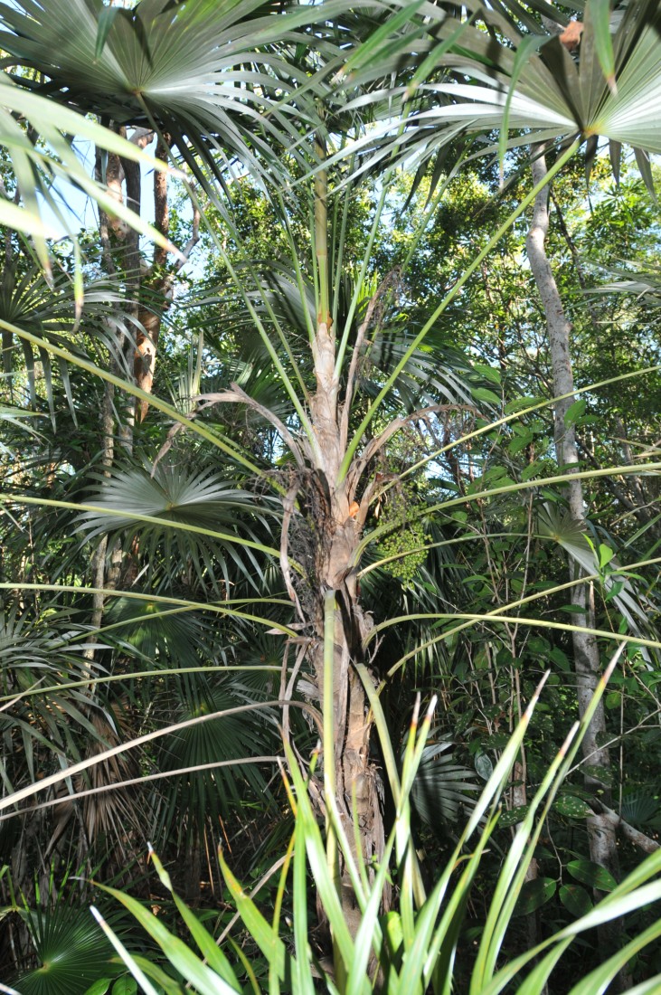 Flora: Península de Yucatán