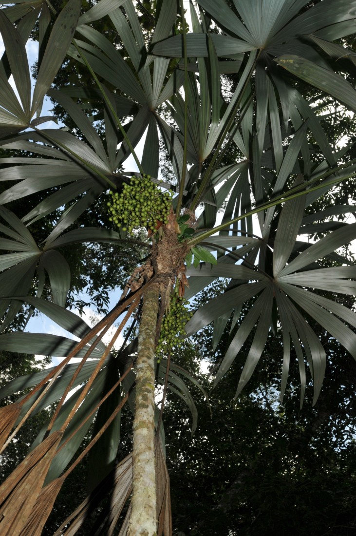 Flora: Península de Yucatán