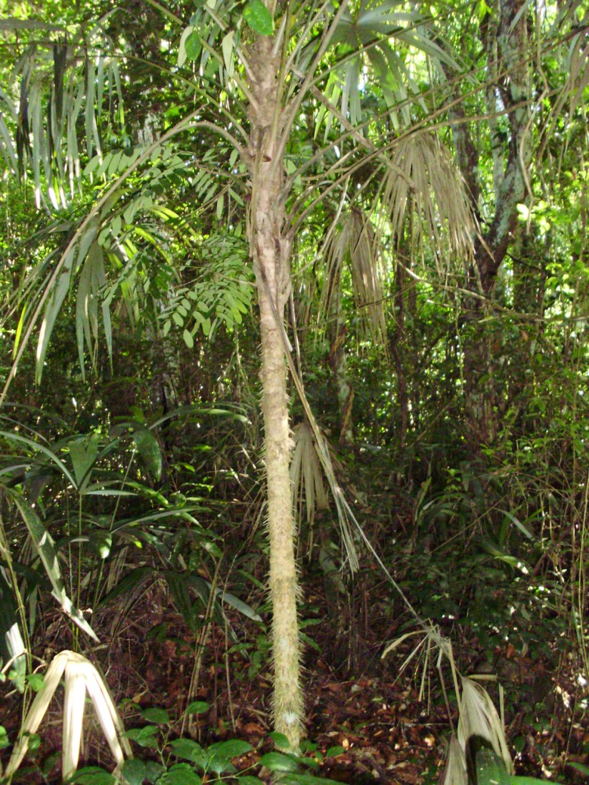 Flora: Península de Yucatán