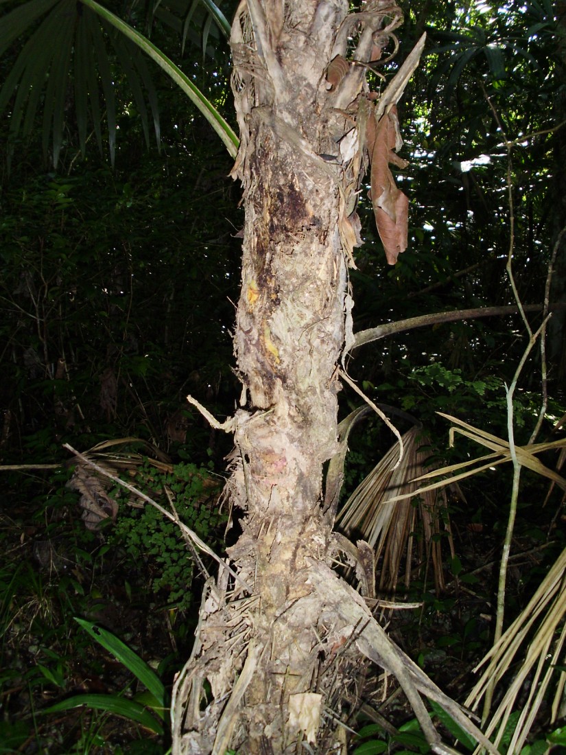 Flora: Península de Yucatán