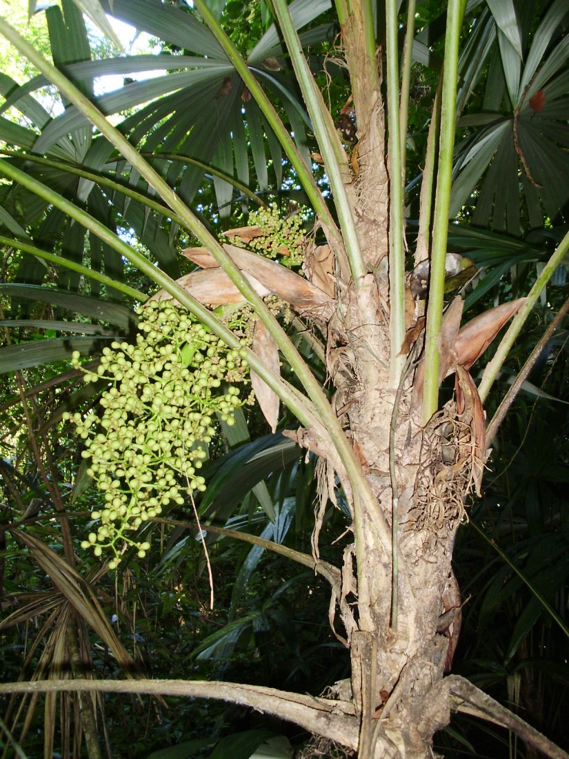 Flora: Península de Yucatán