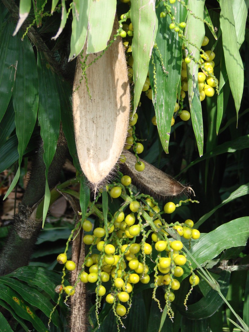 Flora: Península de Yucatán