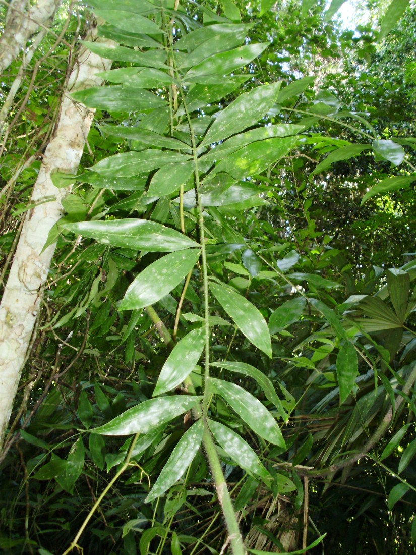 Flora: Península de Yucatán