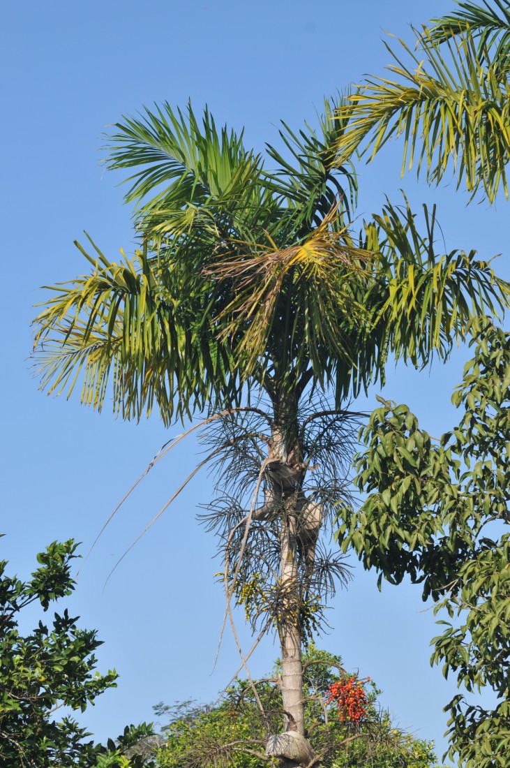 Flora: Península de Yucatán
