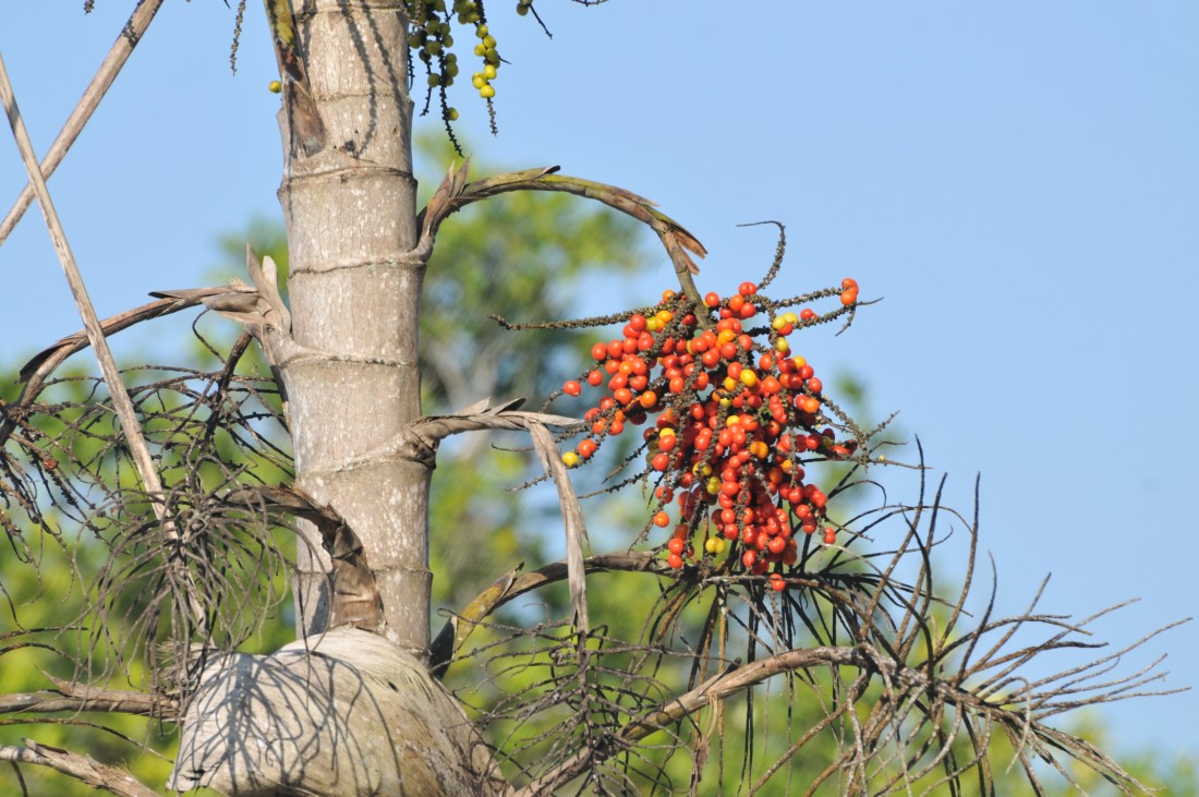 Flora: Península de Yucatán