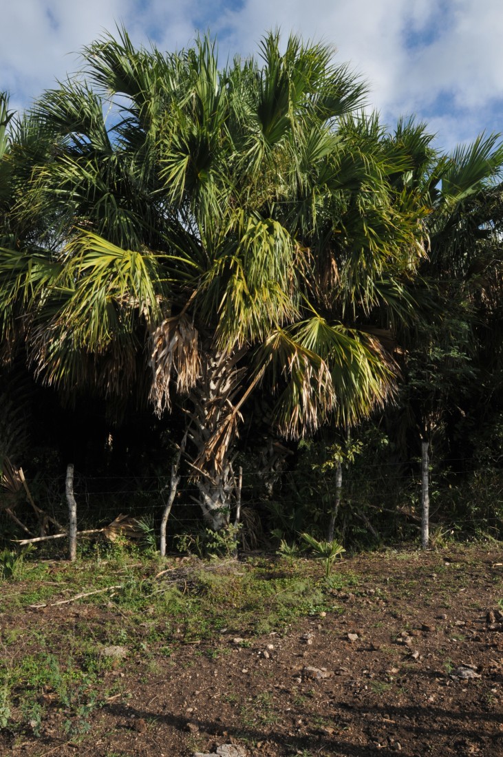 Flora: Península de Yucatán