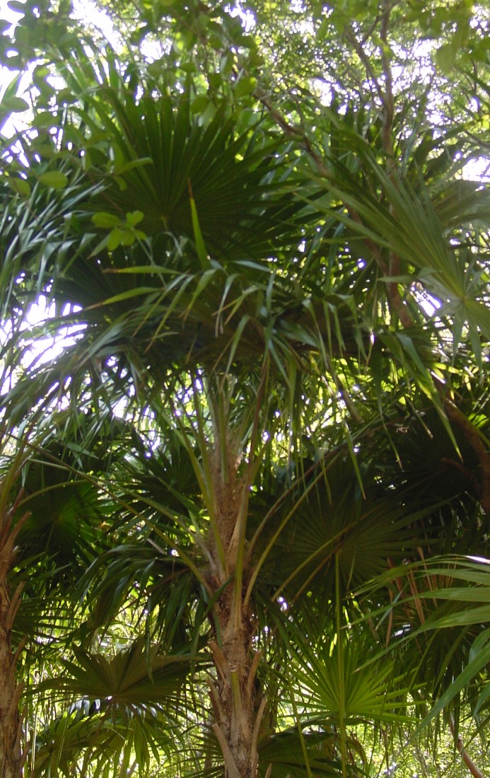 Flora: Península de Yucatán