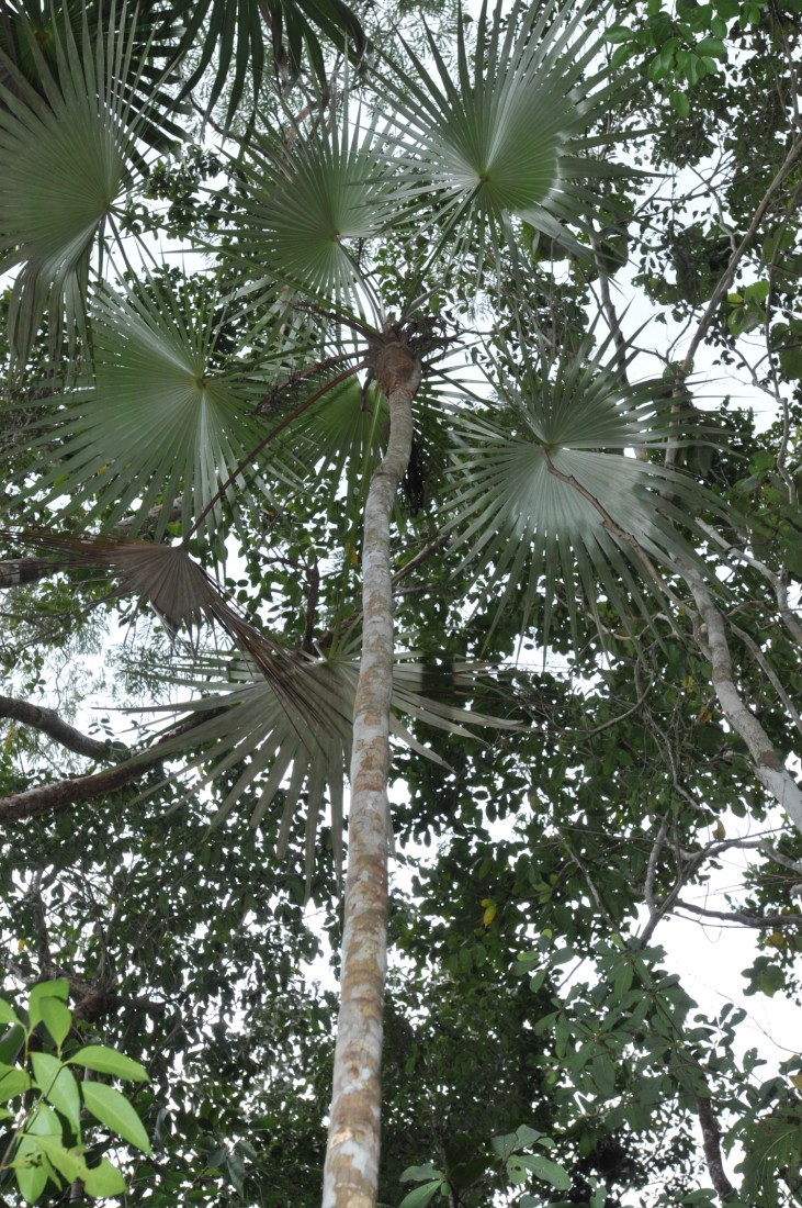 Flora: Península de Yucatán
