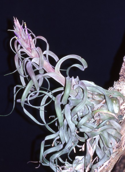 Flora: Península de Yucatán