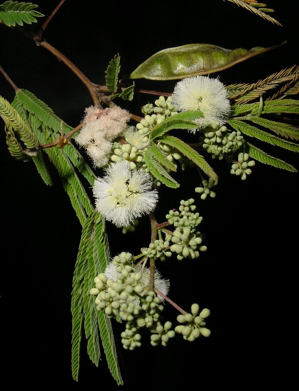 Flora: Península de Yucatán