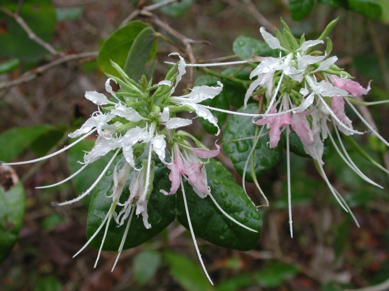 Flora: Península de Yucatán