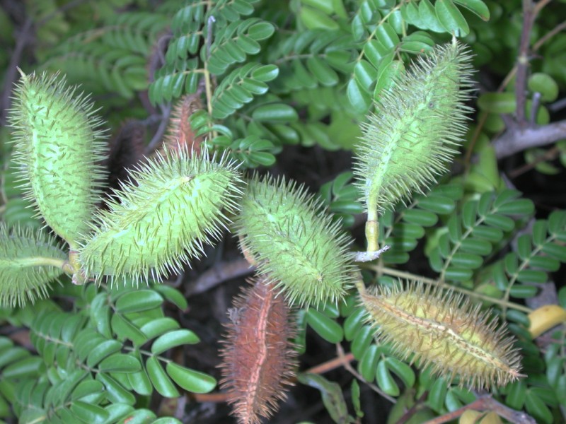 Flora: Península de Yucatán