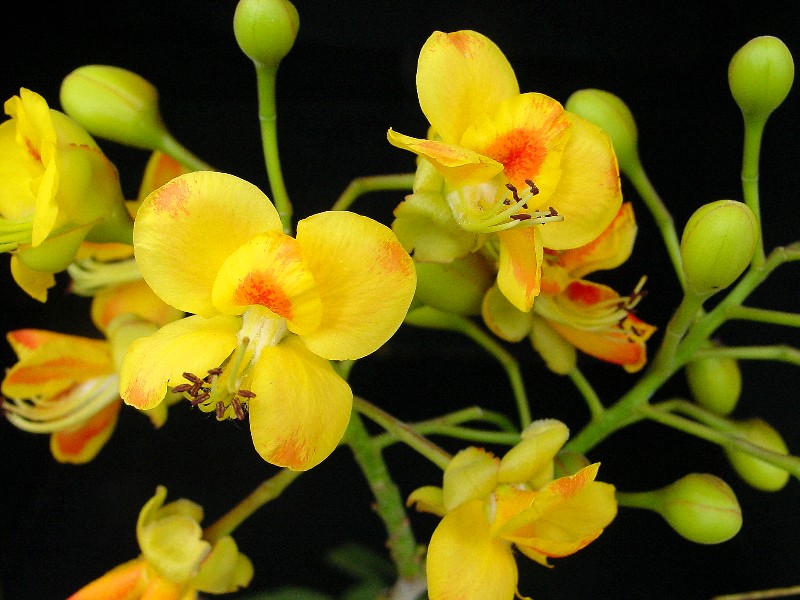 Flora: Península de Yucatán