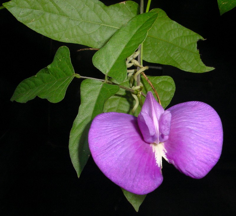 Flora: Península de Yucatán