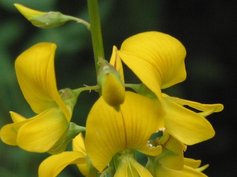Flora: Península de Yucatán