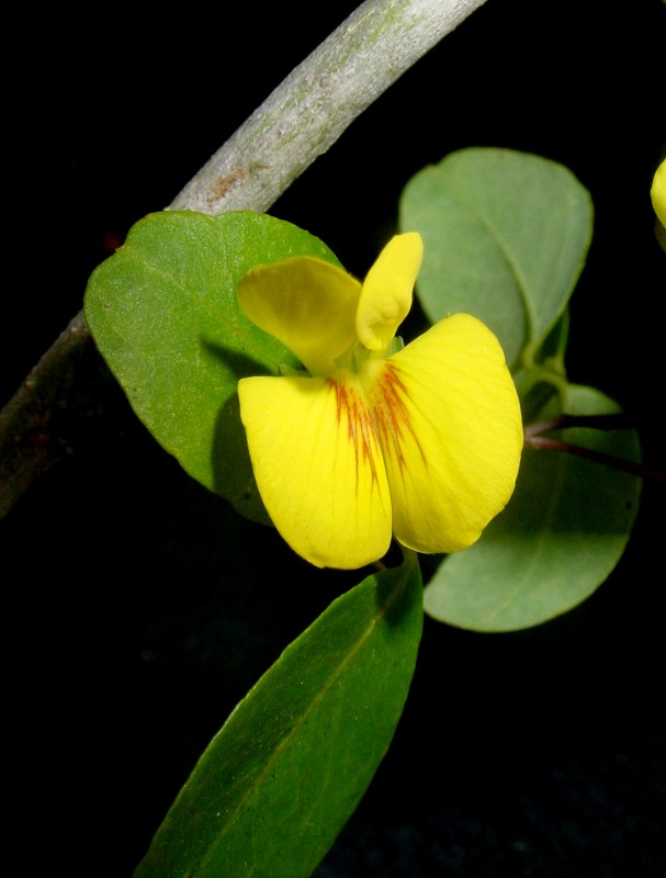 Flora: Península de Yucatán