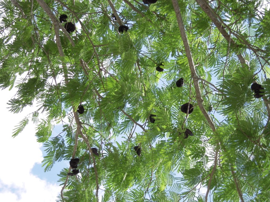 Flora: Península de Yucatán