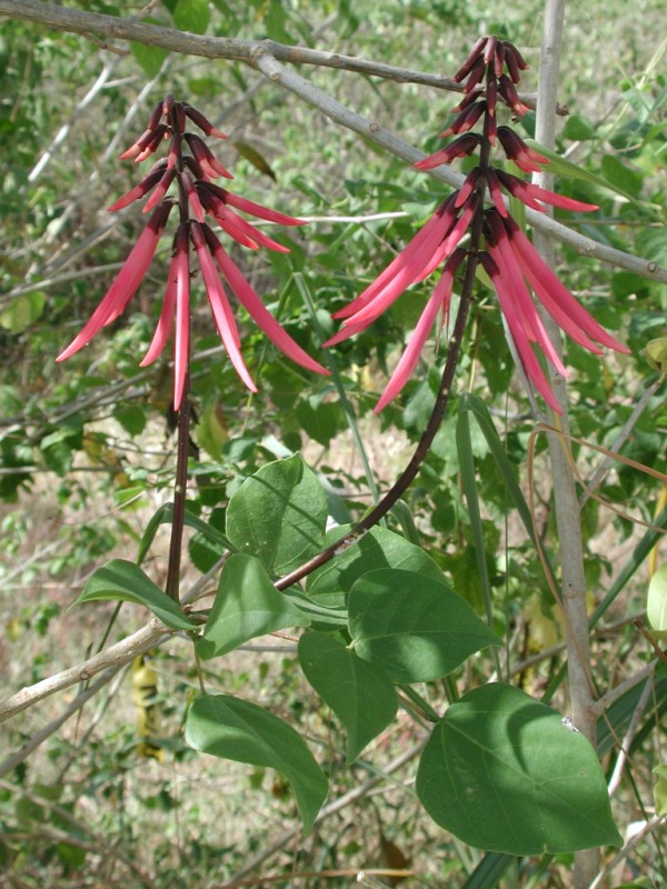 Flora: Península de Yucatán