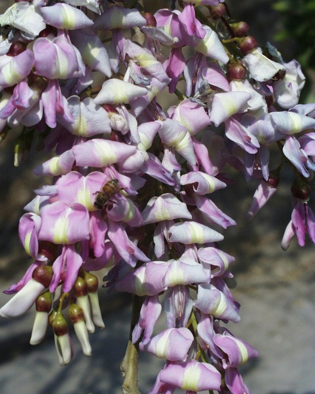 Flora: Península de Yucatán