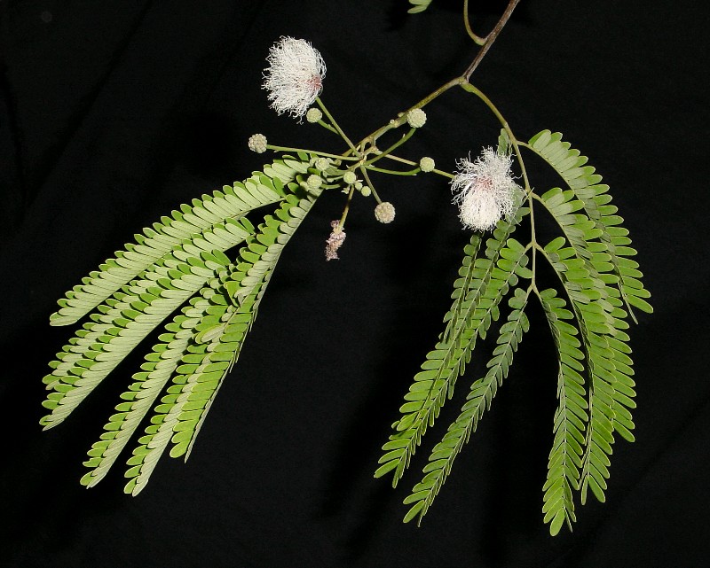 Flora: Península de Yucatán