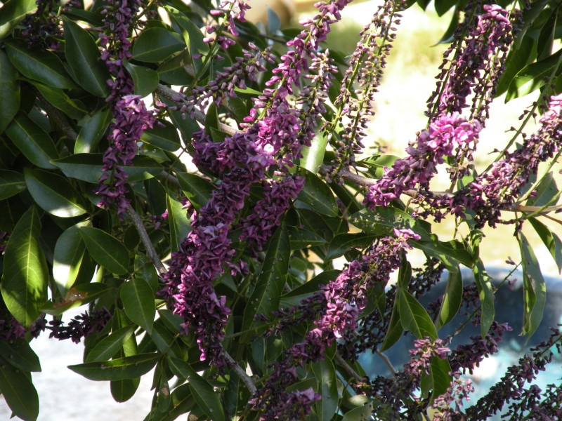 Flora: Península de Yucatán