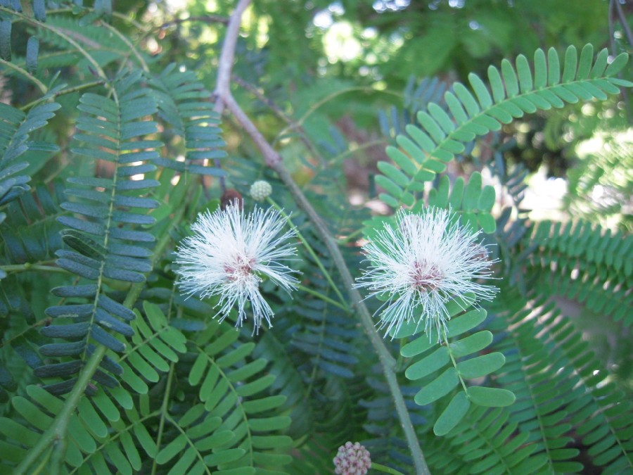 Flora: Península de Yucatán