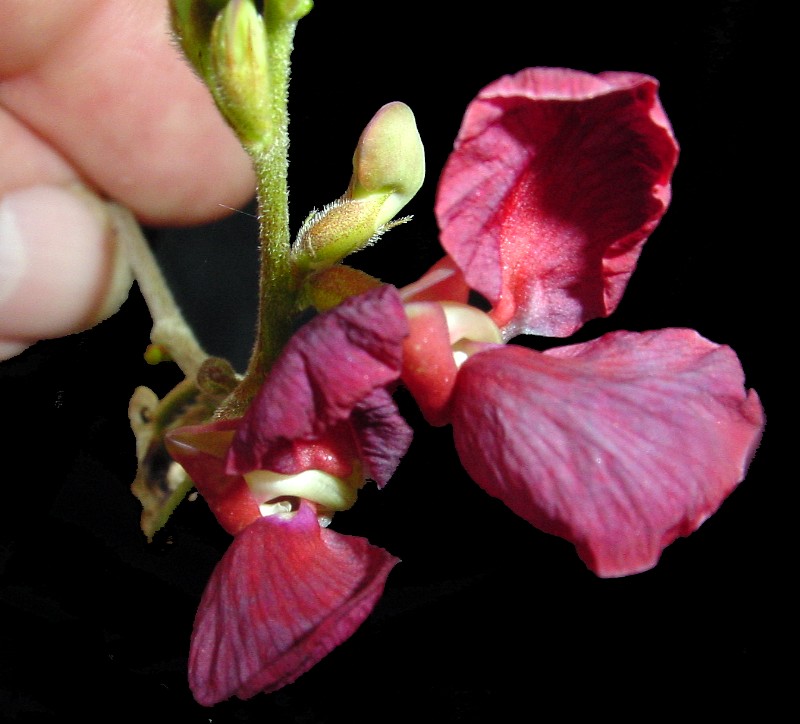 Flora: Península de Yucatán