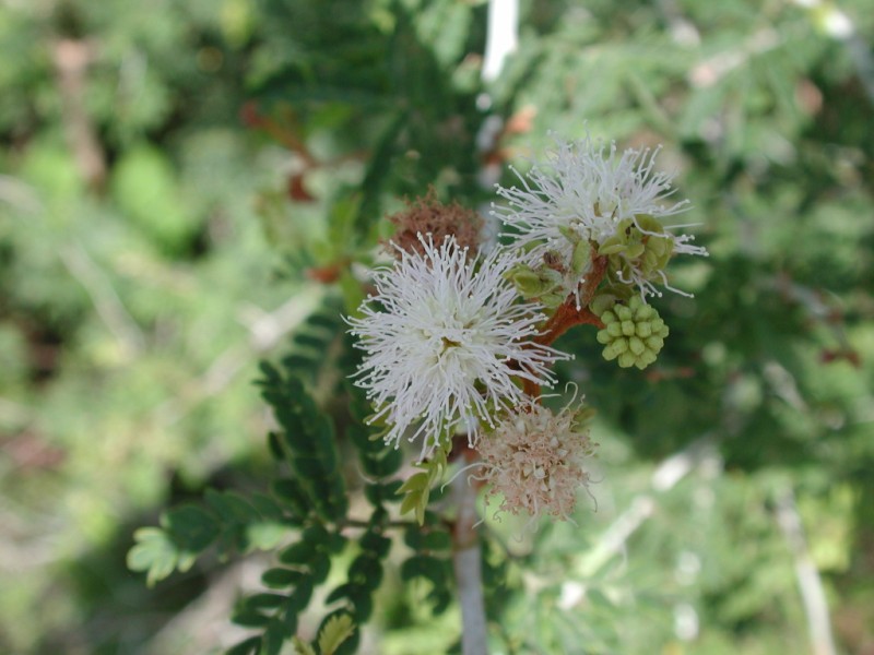 Flora: Península de Yucatán