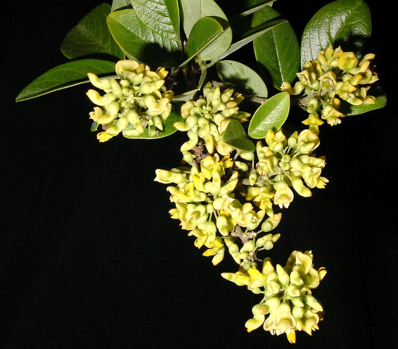 Flora: Península de Yucatán