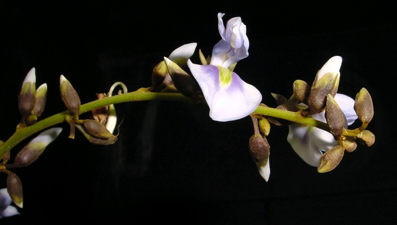 Flora: Península de Yucatán