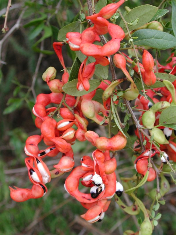 Flora: Península de Yucatán