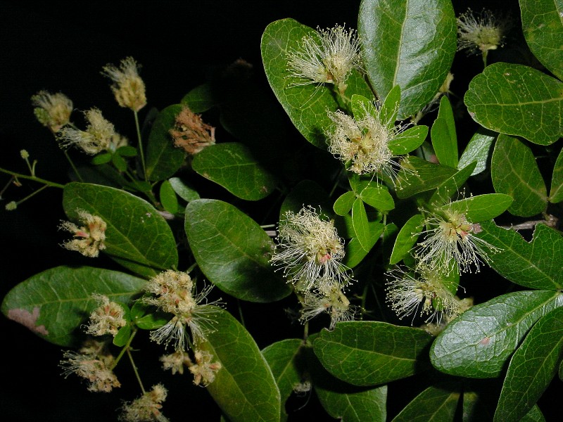 Flora: Península de Yucatán