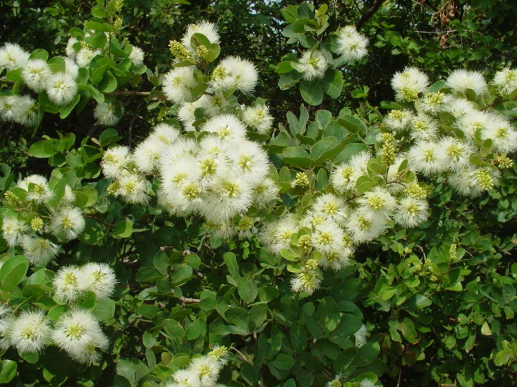 Flora: Península de Yucatán