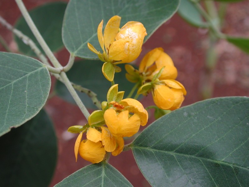Flora: Península de Yucatán