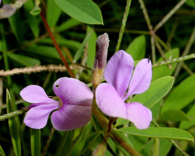 Flora: Península de Yucatán