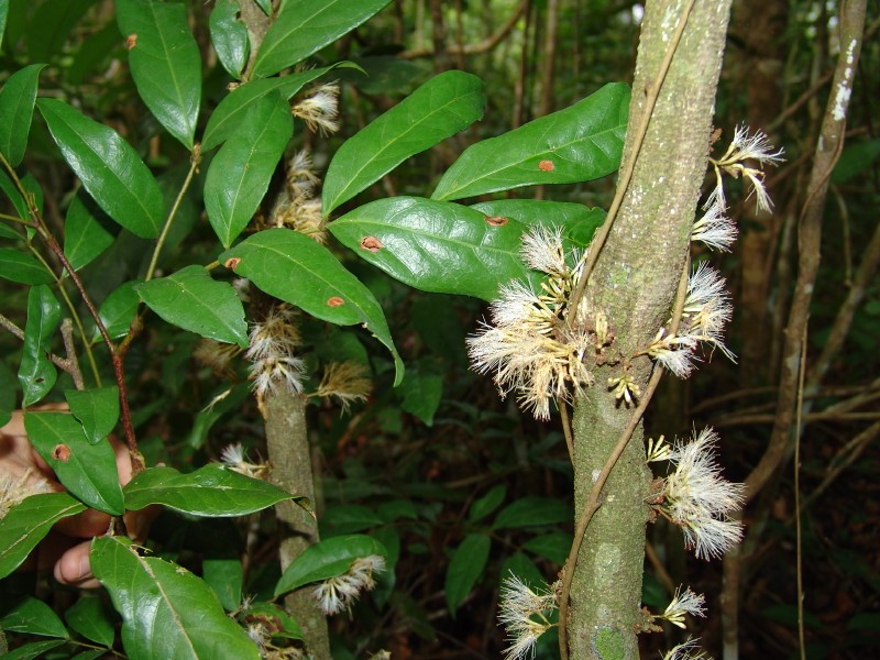Flora: Península de Yucatán